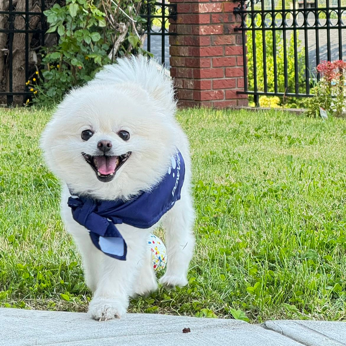 Pet Supplies